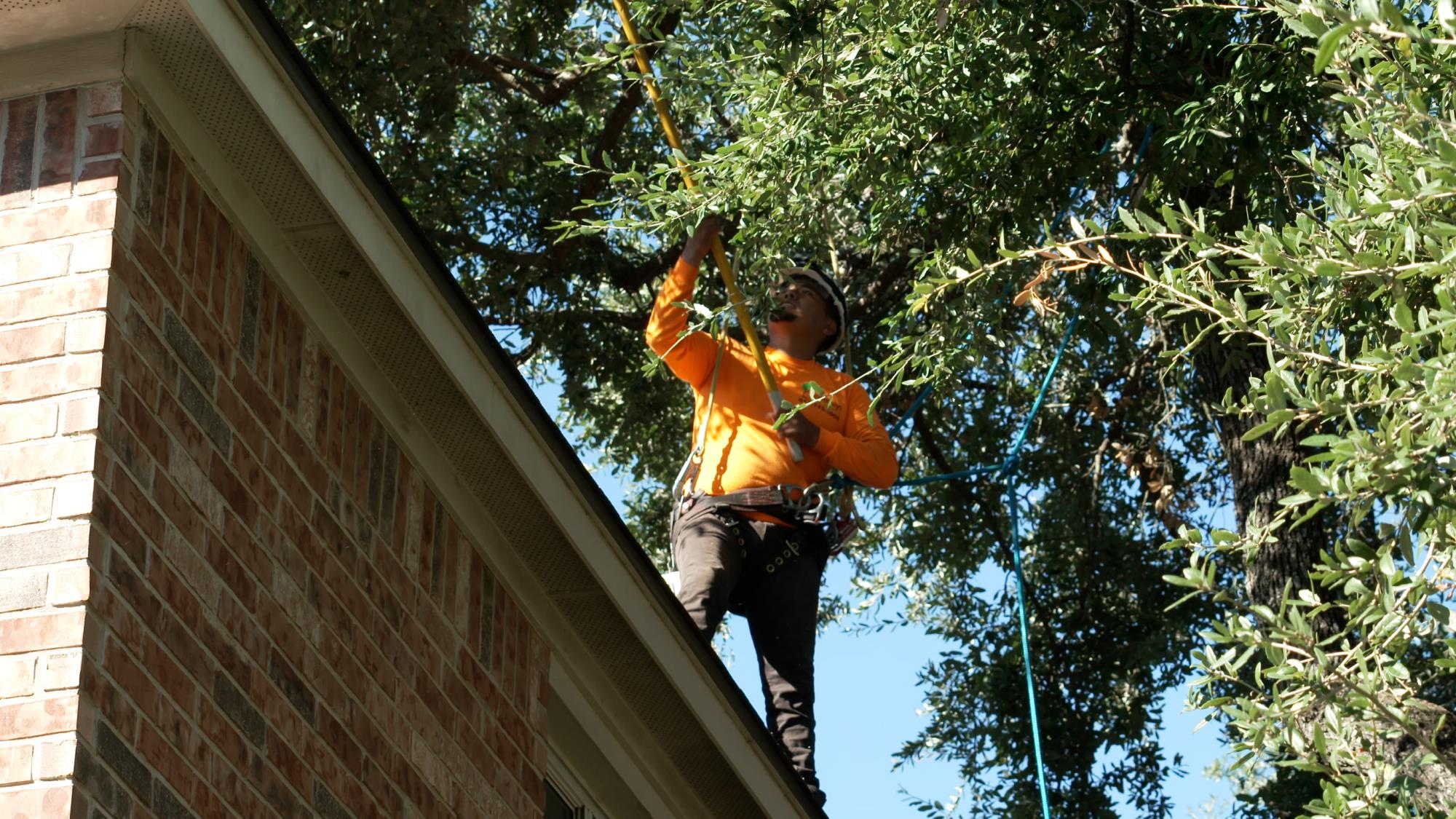 The Hidden Dangers Of Trees To Your Roof